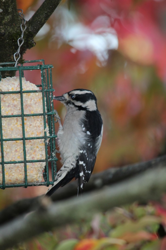 Learning Adventures for Kids - Susan Maas