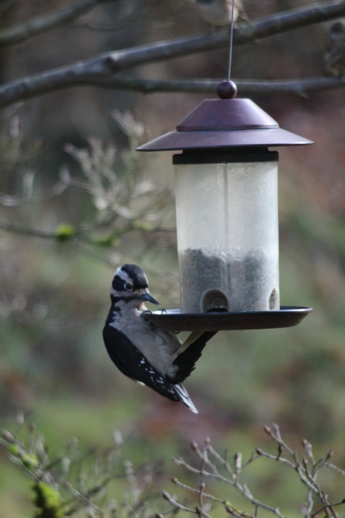 Learning Adventures for Kids - Susan Maas