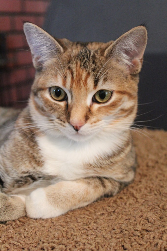 Chattering at laser lights - Susan Maas