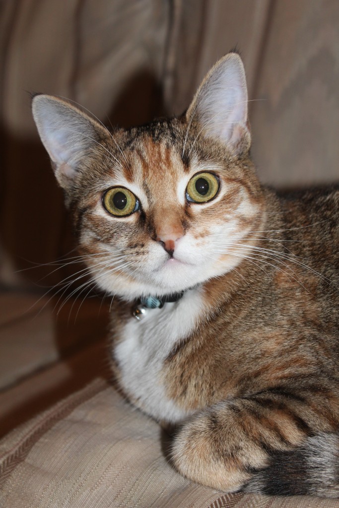 Chattering at laser lights - Susan Maas