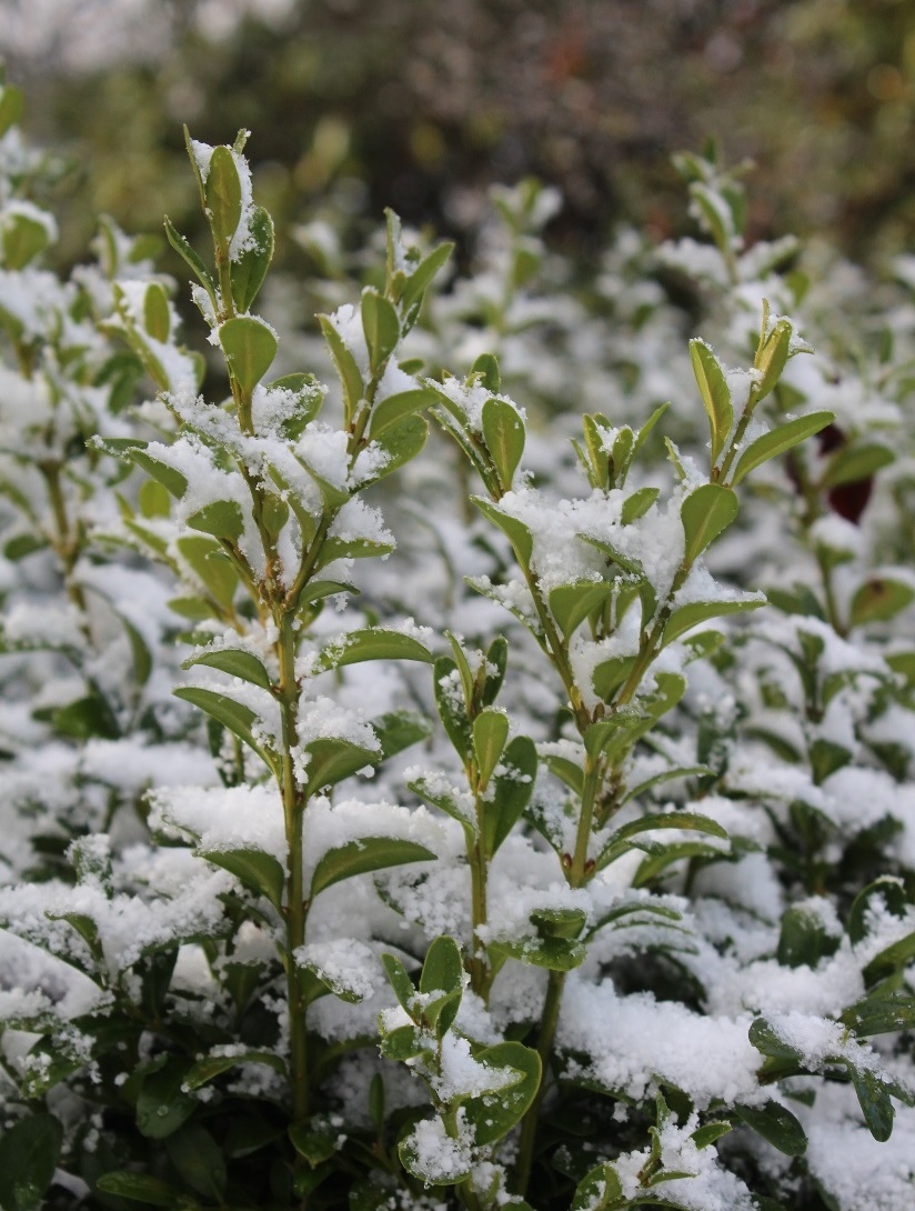 Living in the In-Between - Susan Maas